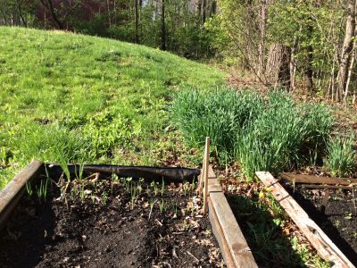Plant Foraging — Ramps: A Treat in Early Spring - Countryside